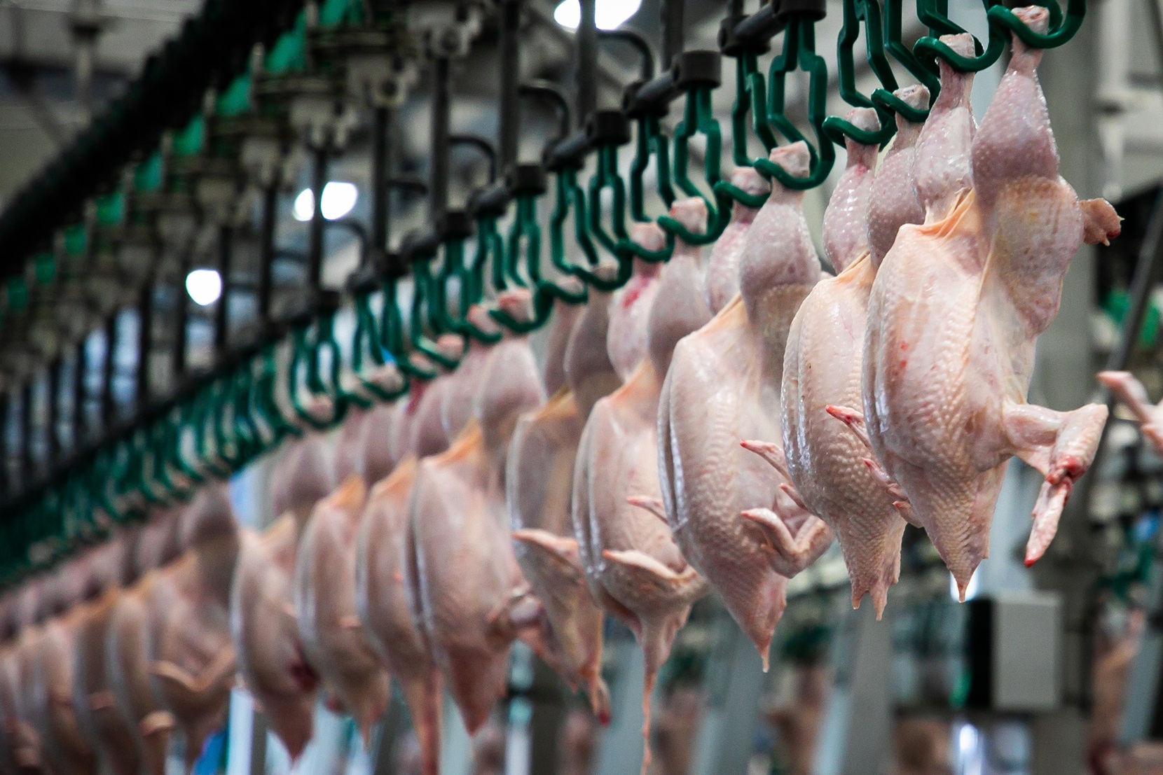 Akola Group's poultry business to implement a €13 million investment ...