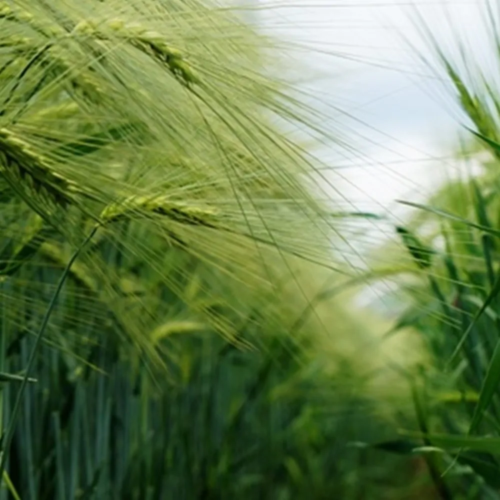 Sustainability at Akola Group - Akola Group
