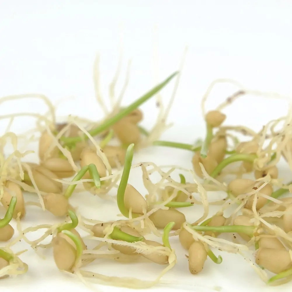 Homepage - Akola Group